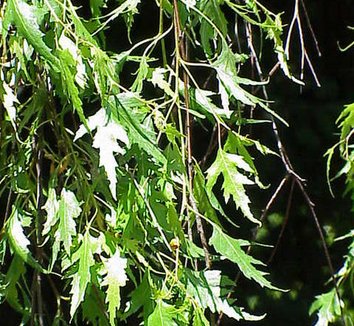 Betula pendula 'Golden Cloud' | Golden Cloud Birch | Golden Cloud ...