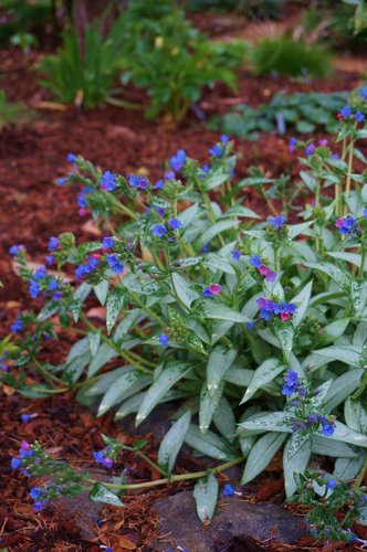 Pulmonaria 'Samourai' | Samourai Lungwort | plant lust