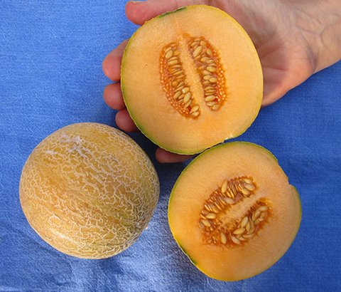 Tasty Bites Melon | Cucumis melo 'Tasty Bite' | plant lust