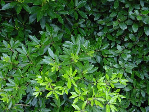 Griselinia littoralis | Broadleaf | Kapuka | New Zealand Privet | plant ...