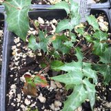 Berberis haematocarpa [Santa Fe Landscape] | Alloberberis haematocarpa ...