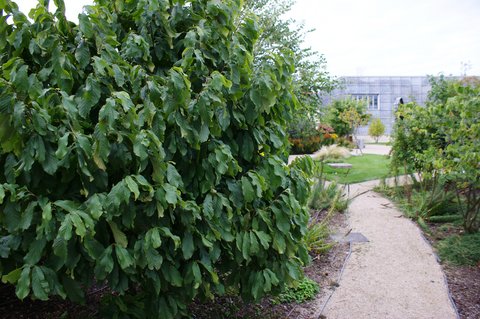 Pawpaw | American Custard Apple | Banangois | Indiana Banana | plant lust