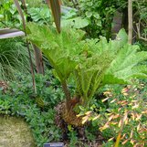 Gunnera tinctoria | Gunnera chilensis | Gunnera scabra | Chilean ...