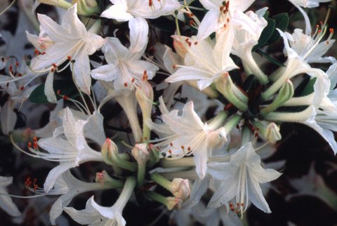 Fragrant Star Azalea | Azalea 'Fragrant Star' | plant lust