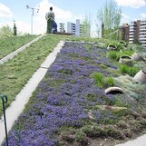 Veronica liwanensis | Veronica 'Liwanensis' | Veronica liewanensis ...