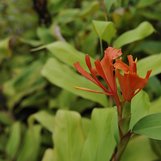 Hedychium greenii | Red Ginger | plant lust