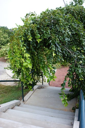 Celtis sinensis 'Green Cascade' | Green Cascade Chinese Hackberry ...