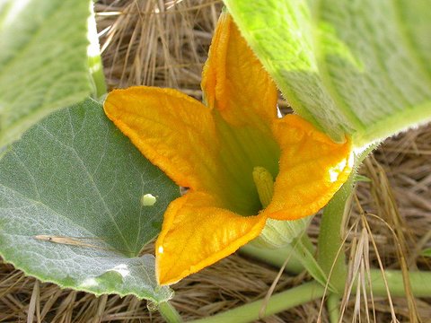 Buffalo Gourd | Calabazilla | Coyote Gourd | Missouri Gourd | plant lust