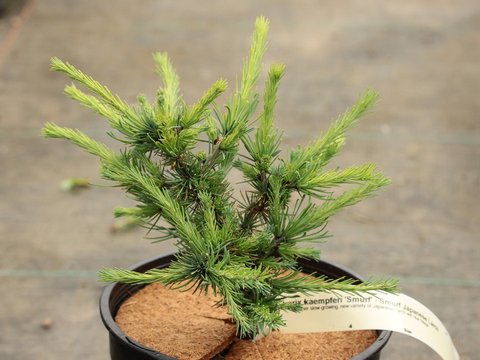 Larix kaempferi 'Smurf' | Smurf Japanese Larch | plant lust