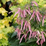 Campanula 'Pink Octopus' PP18885 | Pink Octopus Bellflower | plant lust