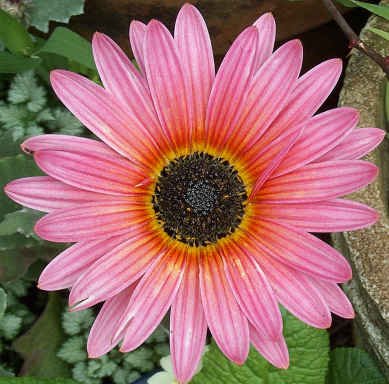 Arctotis 'Flamingo' | African Daisy | plant lust
