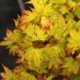 Acer palmatum 'Coonara Pygmy' | Acer palmatum 'Coonera Pygmy' | Coonara ...