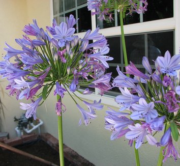 Agapanthus from multiple nurseries on Plant Lust