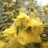 Sophora microphylla 'Sun King' | Kowhai | plant lust