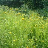 Helenium aromaticum | Cephalophora aromaticum | Graemia aromaticum ...