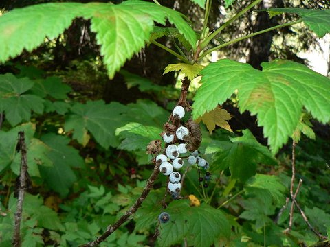 Ribes bracteosum | Stink Currant | plant lust