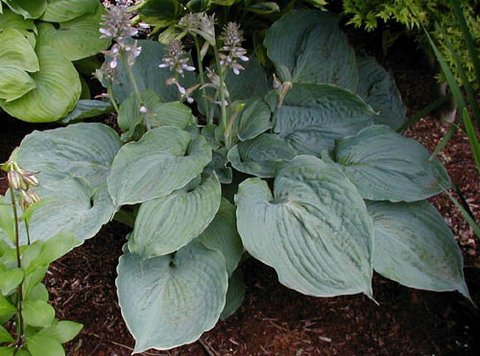 Hosta 'Bold Ruffles' | plant lust