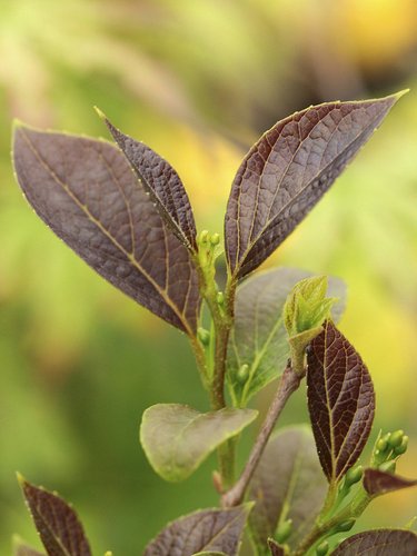 Styrax japonicus 'Evening Light' PP24168 | Styrax japonica 'Evening ...