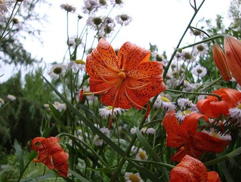 Lilium davidii | David's Lily | plant lust