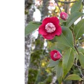 Camellia japonica 'Bobbie Fain Variegated' | Camellia japonica 'Bobby ...
