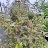 Styrax japonicus 'Evening Light' PP24168 | Styrax japonica 'Evening ...