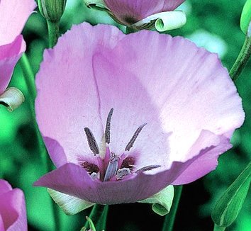 Calochortus from multiple nurseries on Plant Lust