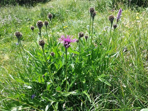 Centaurea montana | Cyanus montanus | Mountain Bluet | Mountain ...