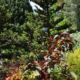 Hydrangea aspera [red leaf form] | Hydrangea aspera 'Red Fred ...