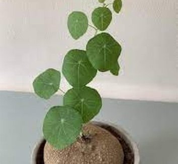 Stephania from multiple nurseries on Plant Lust