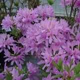 Orchid Lights Azalea | Azalea 'Orchid Lights' | Rhododendron x 'Orchid ...