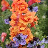 Antirrhinum majus 'Double Azalea Apricot' | Antirrhinum 'Double Azalea ...