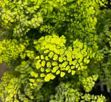 Adiantum from multiple nurseries on Plant Lust