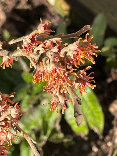 Hamamelis vernalis 'Quasimodo' | Quasimodo Witch Hazel | plant lust