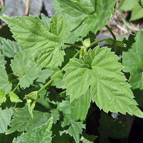 Humulus lupulus 'Magnum' | Magnum Hops | plant lust