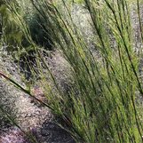 Rhodocoma capensis | Cape Restio | plant lust