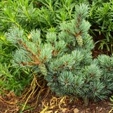 Pinus parviflora 'Kin-po' | Pinus parviflora 'Kinpo' | Kinpo Japanese ...