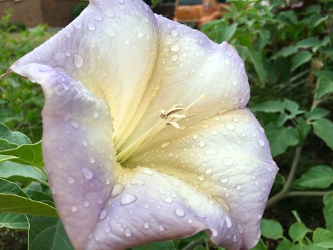 Datura wrightii [high altitude form] | Datura wrightii 'High Altitude ...