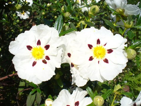 Cistus 'Snow Fire' | Cistus 'Snowfire' | Snow Fire Rock Rose | Snowfire ...
