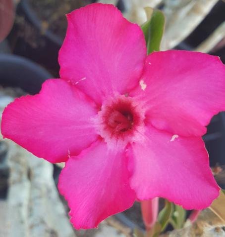 Adenium boehmianum | Adenium obesum ssp. boehmianum | plant lust