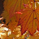 Acer japonicum 'Meigetsu' | Meigetsu Japanese Maple | plant lust