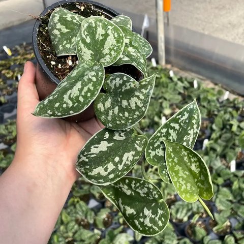 Scindapsus pictus 'Exotica' | | plant lust