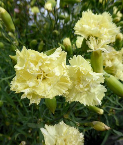 Dianthus caryophyllus 'Grenadin Yellow' | plant lust
