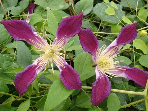 Clematis 'Ruby Wedding' | Clematis texensis 'Ruby Wedding' | plant lust