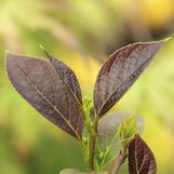 Styrax japonicus 'Evening Light' PP24168 | Styrax japonica 'Evening ...