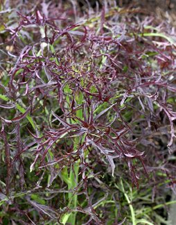 Ruby Streaks Chinese Mustard | Mustard 'Ruby Streaks' | plant lust