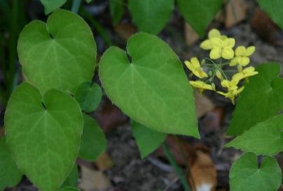 Epimedium pinnatum ssp. colchicum | Epimedium pinnatum 'colchicum ...