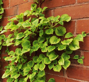 Plant Type: vine from multiple nurseries on Plant Lust