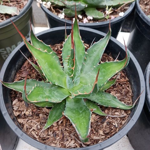 Agave montana | Agave 'Montana' | Mountain Agave | plant lust