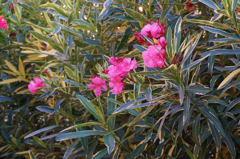 Nerium oleander 'Variegatum' | Nerium oleander 'Variegata' | Variegated ...