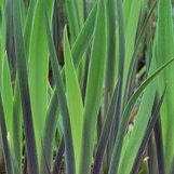 Iris x robusta 'Gerald Darby' | Iris versicolor 'Gerald Darby' | plant lust